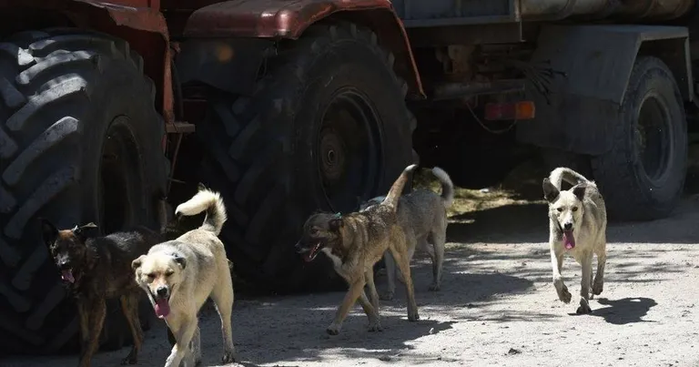 Chernobyl's mutant wild dogs that evolved to survive 40 years of ...